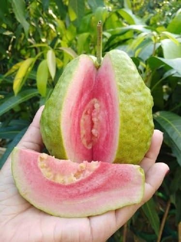 GreenEarth Original All Time Red Diamond Guava Plant, Lal Peyera,Amrud ...
