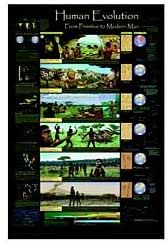 Amazon.com: Human Evolution Poster : Home & Kitchen