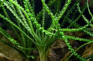 Amazon.com: Marcus Fish Tanks Crinum Calamistratum Easy to Grow Hardy ...