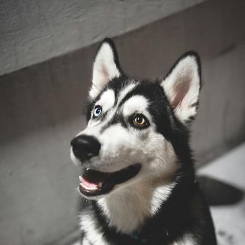 Écouter Cyberworld de Zakia Islam sur Amazon Music