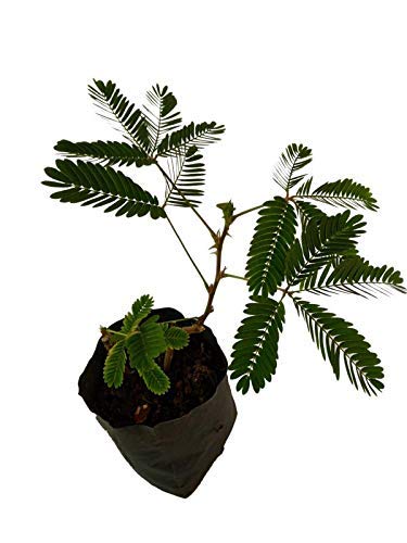 Maa Durga Garden Lajalu, Sensitive Plant, Mimosa Pudica, Touch-Me-Not ...