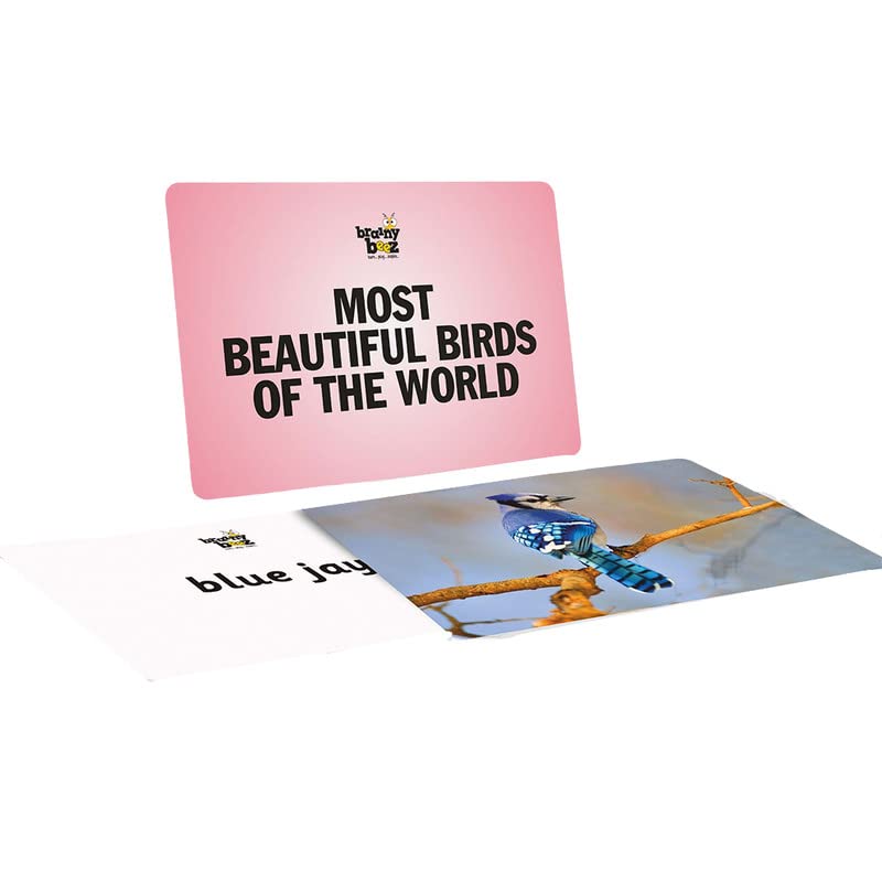 Buy brainy beez Kids Flash Cards for Kids Early Learning Most Beautiful ...