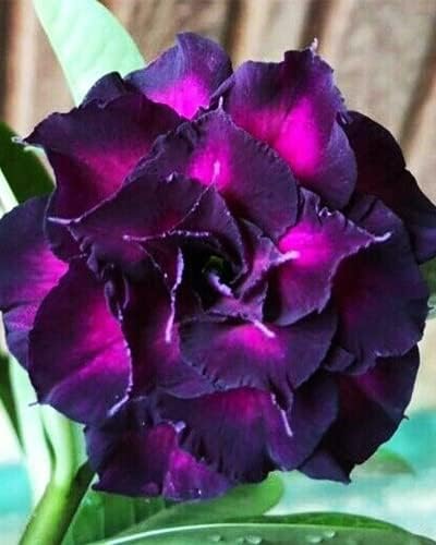 GreenCaart Purple Adenium Live Healthy Plant Pack of 1 : Amazon.in ...