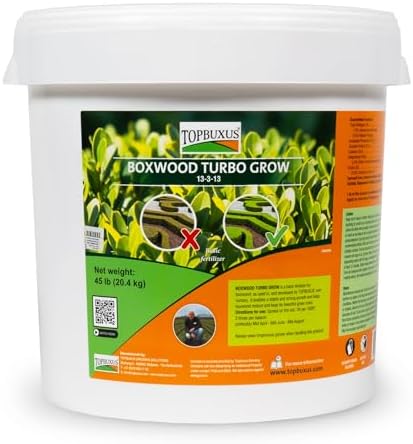 Amazon.com : TOPBUXUS Boxwood Turbo Grow - Professional Boxwood ...