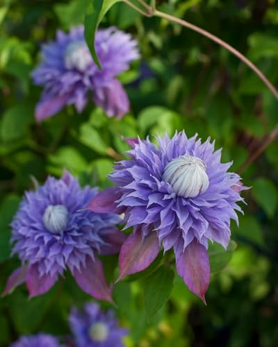 10 Best Clematis Varieties for Vibrant Summer Blooms – simplygreenhouse.com