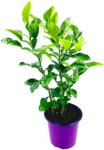 Exotenherz - Kaffir-Limette - Citrus hystrix - 1 Pflanze ...