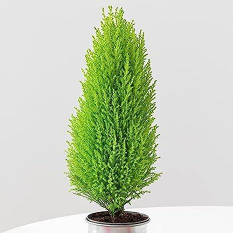 SVM SHOP Thuja,Morpankhi,Jhau Tree Healthy plant Pack of 1 : Amazon.in ...