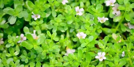 Mandy's Farm Bacopa Monnieri/Neer Brahmi/Water Hyssop/Indian Pennywort ...