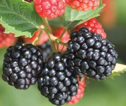 Black raspberry - How to grow & care