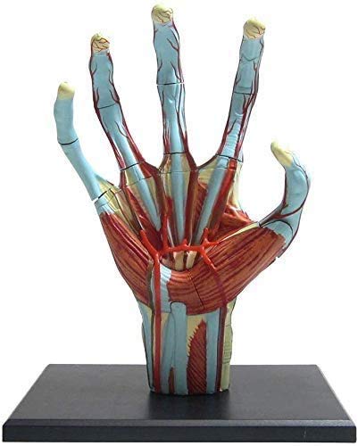 Buy Model of the Hand, Anatomical Model Skeleton of Hand with ligaments ...