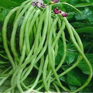 Cowpea Lobia Vegetable Seed : Amazon.in: Garden & Outdoors