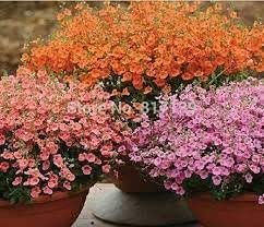 Hoo Products - Home Garden Plant 10 Seeds Diascia Apricot Queen ...