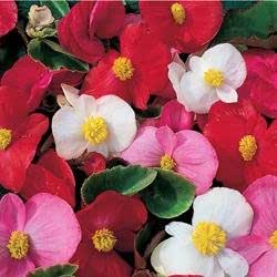 Amazon.com : Begonia semperflorens 'Lotto Mixed' F1 Hybrid Annual Seeds ...