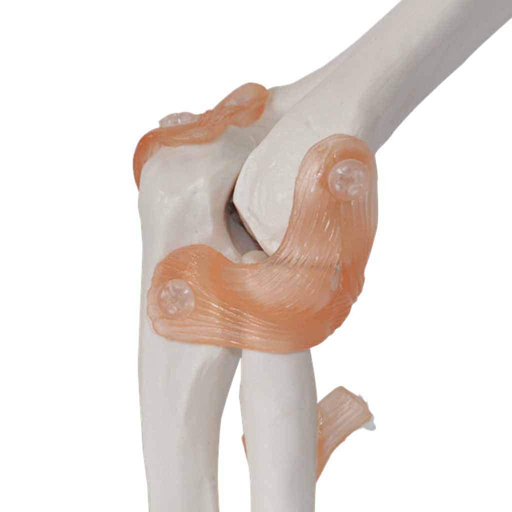 Gaof Human Anatomy Science Models Anatomical Human Elbow Joint Elbow ...