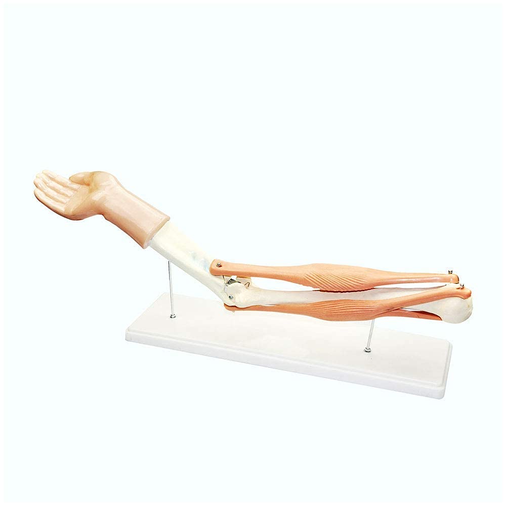 Buy SaiFei Articulation of the Elbow Model - Medical Anatomical ...