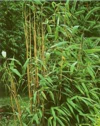 Amazon.com: Pseudosasa Japonica Flecha Bambú 12" Rizoma Largo : Patio ...