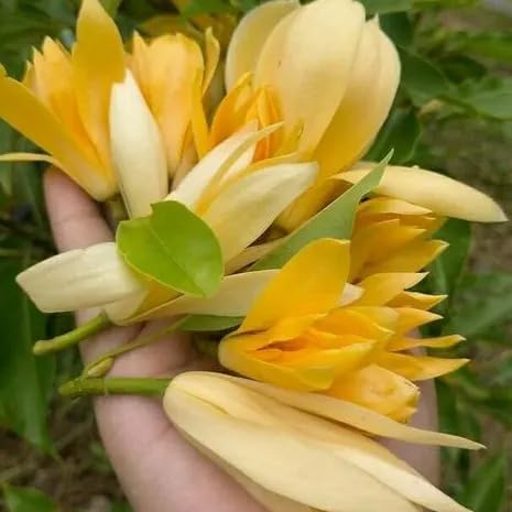 Magnolia Champaca | Swarn Champaa | Champaa Plant : Amazon.in: Garden ...