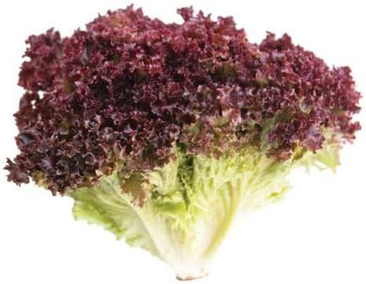 Red Batavia Lettuce Seeds, 1000 Seeds, Rich in Vitamins, Red Curly ...
