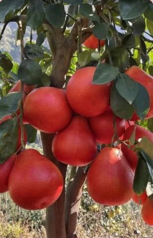 Natura GreenHouse-Red Pomelo (Round Fruit) Grafted Plant Fruit Tree ...