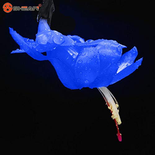 100 Rare Blue Schlumbergera Flower seeds Zygocactus Truncatus Indoor ...
