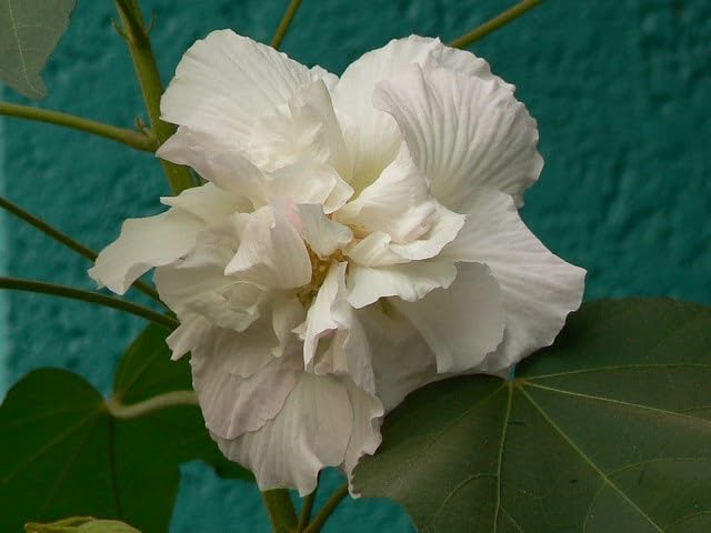 Land lotus live plant (Pack of 1) : Amazon.in: Garden & Outdoors