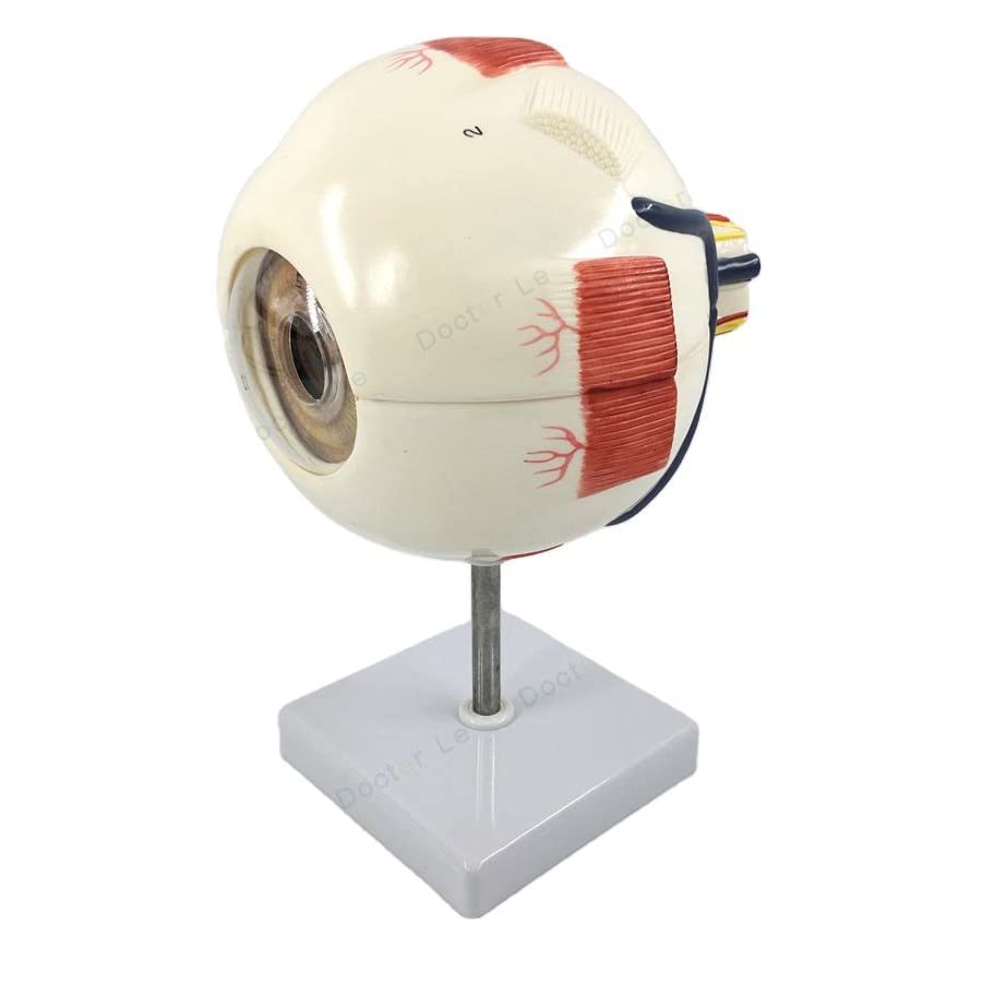 Buy Human Eye Model, Anatomically Accurate, 6x Life Size Consists of 6 ...