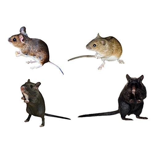 Amazon.com: 4 Mice Wall Decals - Each decal is approximately 3" tall x ...