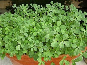 Moram Live Plant Indian Fragrant Plant Without Pot : Amazon.in: Garden ...