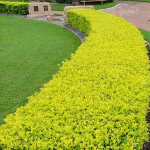 Golden Duranta Hedge Plant | Yellow Duranta Plant For Decoration ...