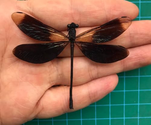 Unique Home Decor Real Dragonfly Display - Damselfly Insect Taxidermy ...