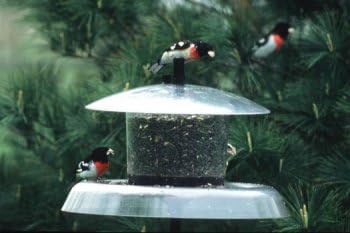 Amazon.com : Droll Yankees Jagunda Feeder : Wild Bird Tube Feeders ...