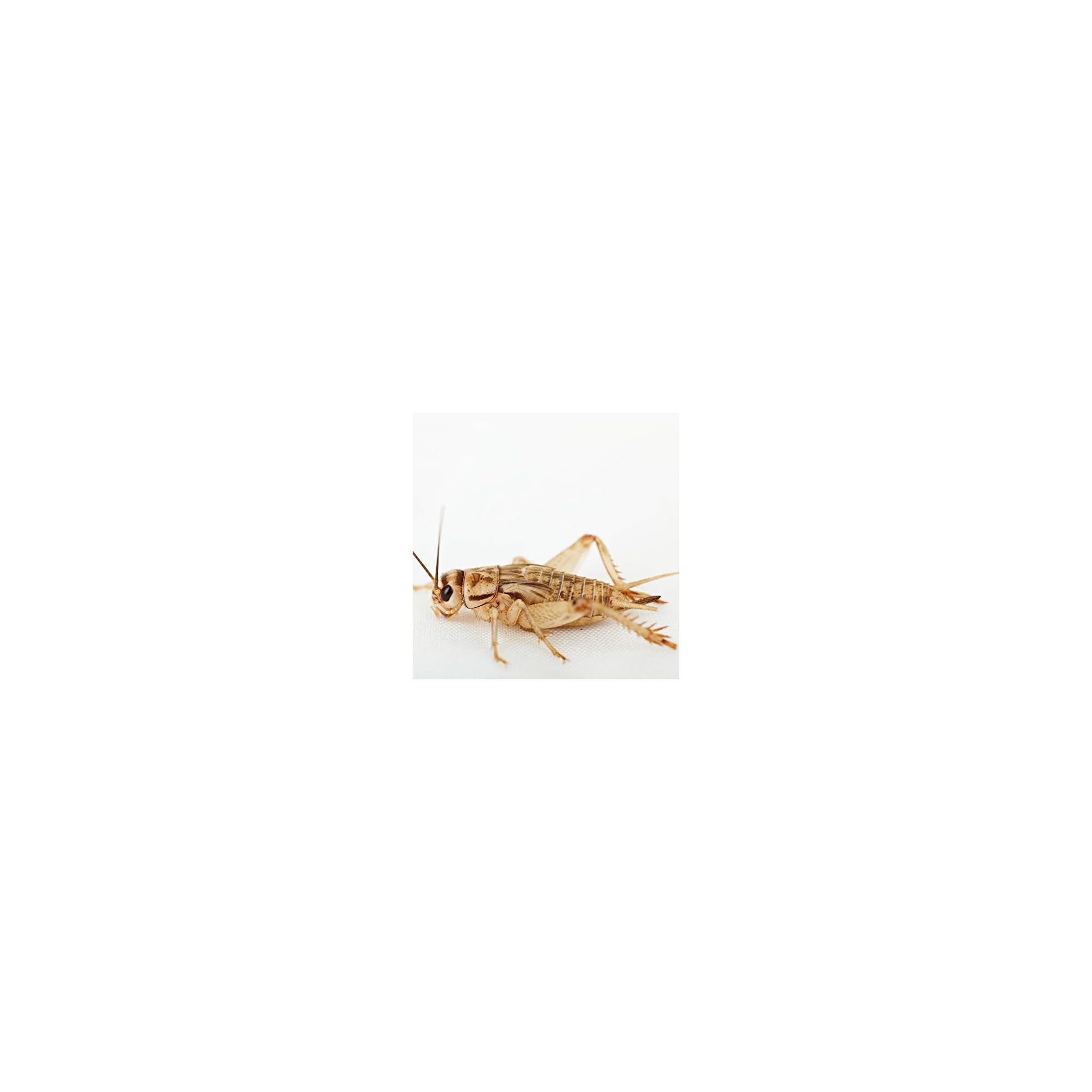 UGFeeders 1" Large Adult Crickets (500 Count) - acheta domesticus ...