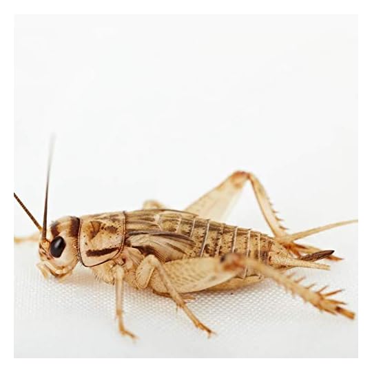 UGFeeders 1" Large Adult Crickets (500 Count) - acheta domesticus ...