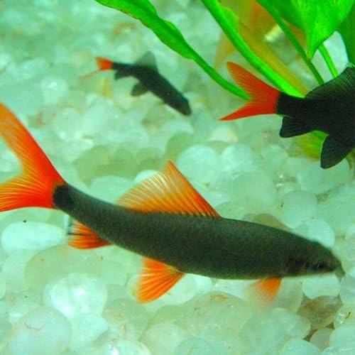 Keeping Red Tail Sharks: Mistakes to Avoid