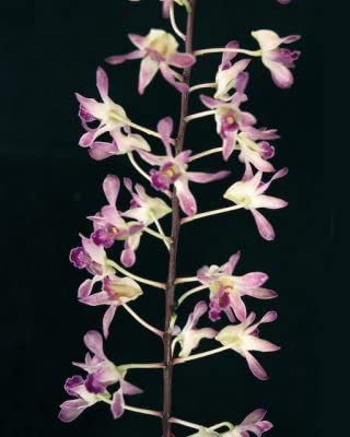 Buy Exotica Orchids Dendrobium Blue Di Ice - Live Orchid Plant Online ...