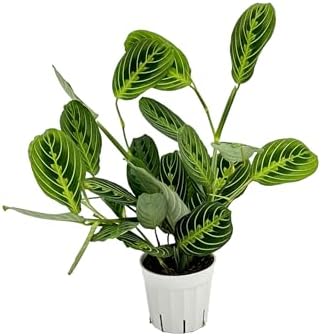 Amazon.com : Hopewind Plants Shop- Lemon Lime Prayer Plant, Lemon Lime ...