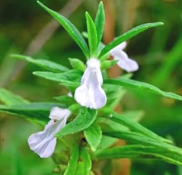 Thumbai plant/leucas aspera/Chota halkusa live plant : Amazon.in ...