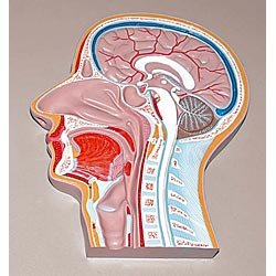 Amazon.com: Altay Median Section of Head Model : Home & Kitchen