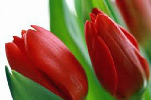 Tulip Bulb 20 Pack, RED Impression, Pure Bright RED Perennial Tulip ...