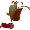 Amazon.com : BubbleBlooms Nepenthes Rebecca Soper in a 2 inch Pot Red ...