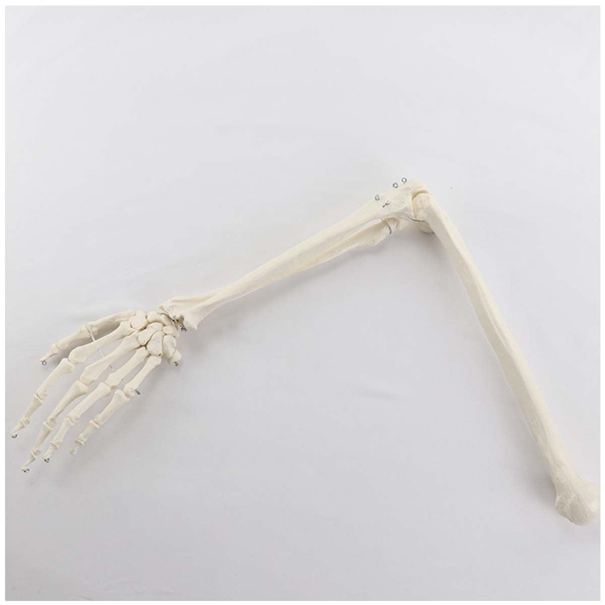 Buy Human Upper Extremity Skeleton Model 1:1 Life-Size Upper Extremity ...