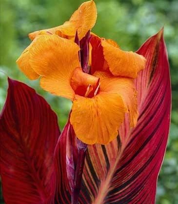 Amazon.com : Tropical Red Variegated Canna Lily Root, Bulb, Plant ...