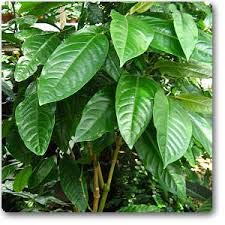 Hing Plant -Asafoetida Plant Outdoor Plant with Pot-4" : Amazon.in ...