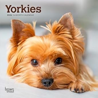 Yorkshire Terriers | 2026 7 x 14 Inch (Hanging) Monthly Mini Wall ...