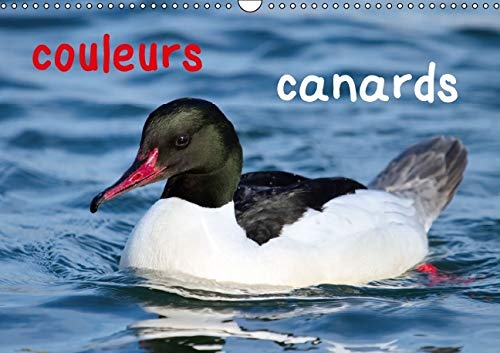 Couleurs canards: Canards aux couleurs variées et enchanteuses ...