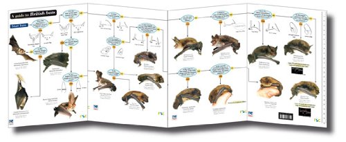 A guide to British bats (Aids to identification in difficult groups of ...