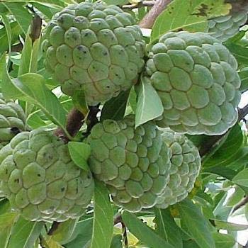 Maa Durga Garden Sitafal Grafted Live Plant : Amazon.in: Garden & Outdoors