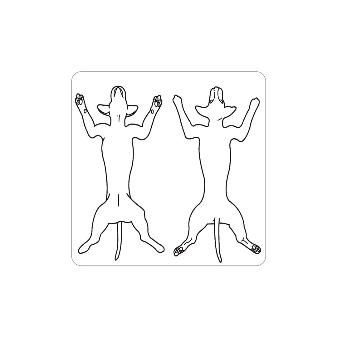 Amazon.com : Diagram Skin Masses, Doctor Stuff - Veterinarian File ...