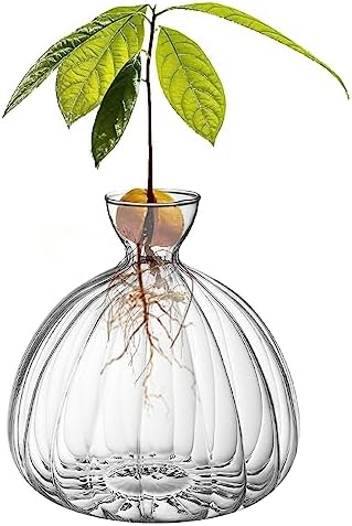 Glass Avocado Tree Growing Kit, Avocado Seed Starter Pot, Hydroponic ...