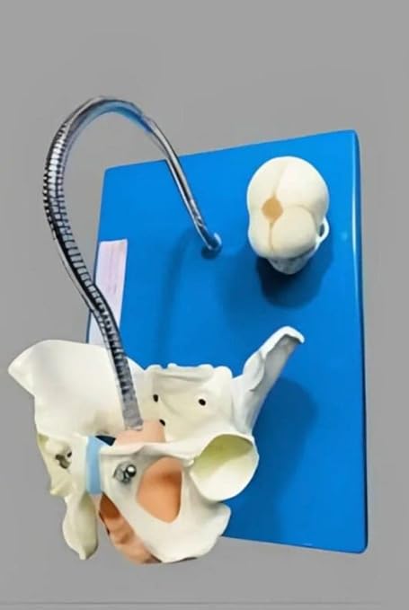 ISKO® Child birth Demonstration model with pelvis and baby skull ...